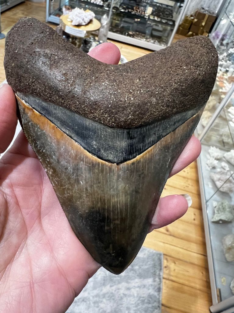 Megaladon Teeth! – Crystabelle Fine Minerals